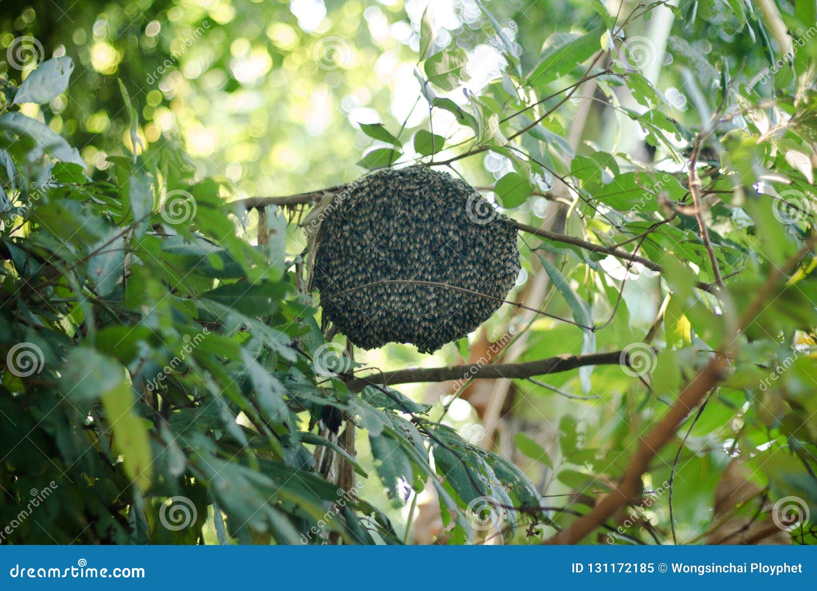 A Swarm of Bees Stuck Around an Oak Tree Stock Image - Image of ...