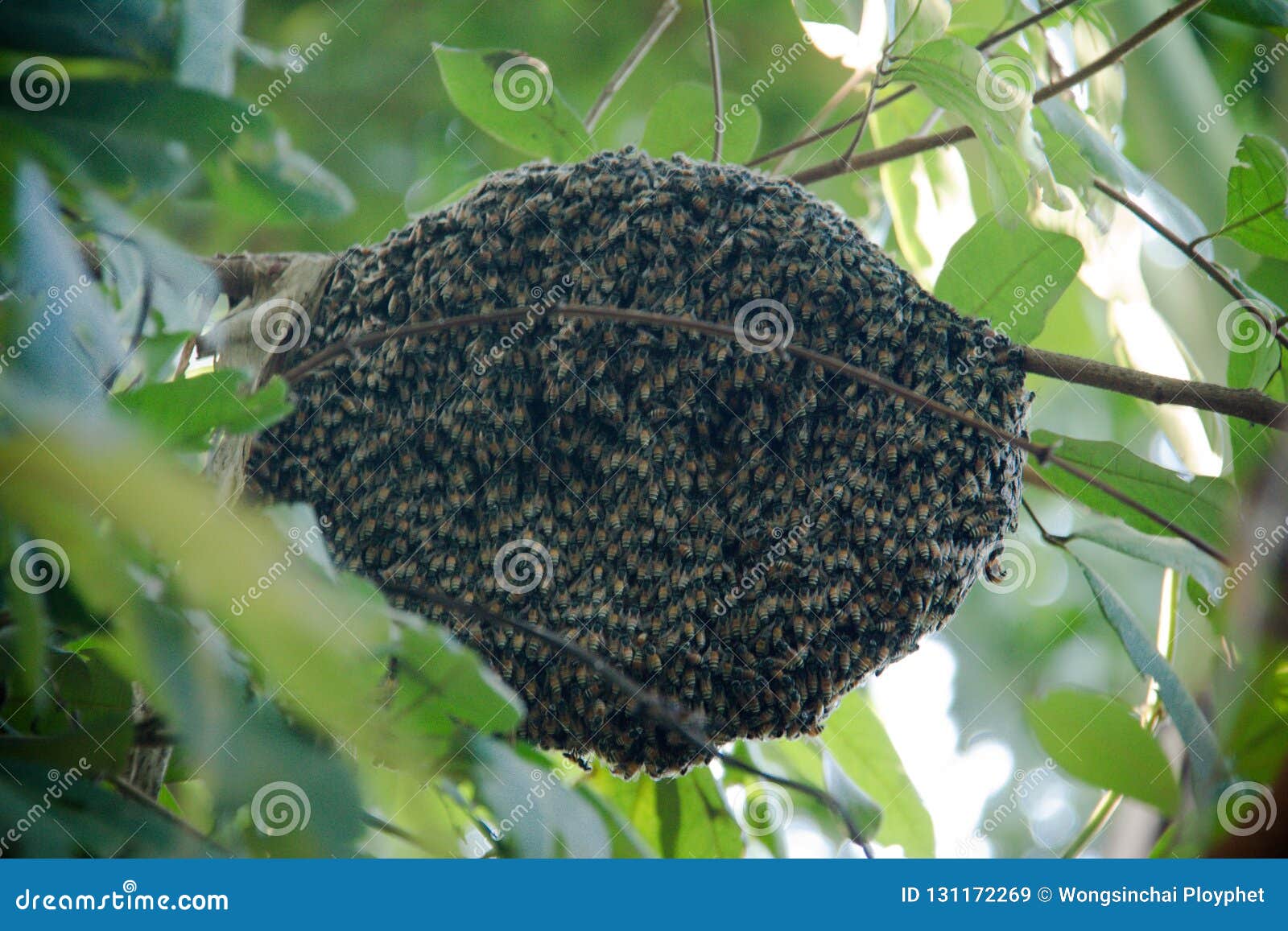 A Swarm of Bees Stuck Around an Oak Tree Stock Image - Image of biology ...