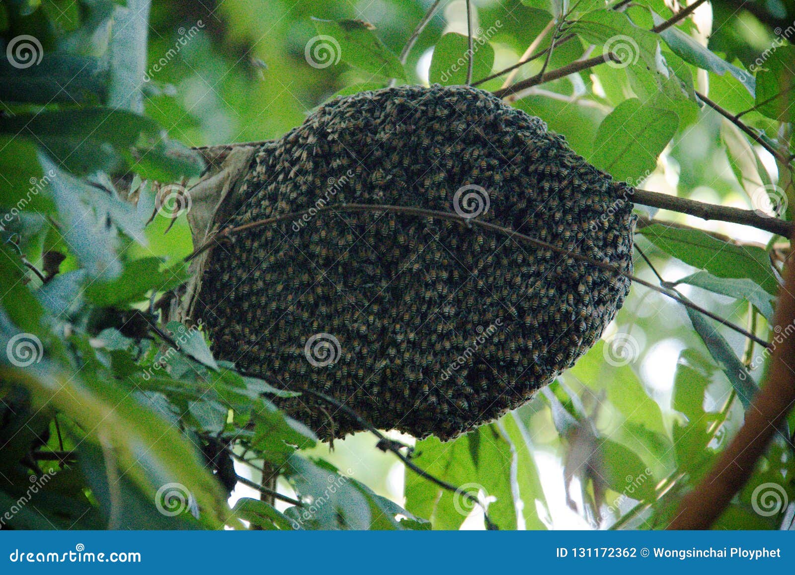 A Swarm of Bees Stuck Around an Oak Tree Stock Photo - Image of animal ...