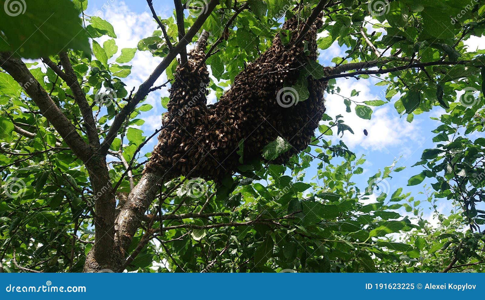 Swarm of Bees on a Tree Branch Stock Image - Image of branch, bees ...