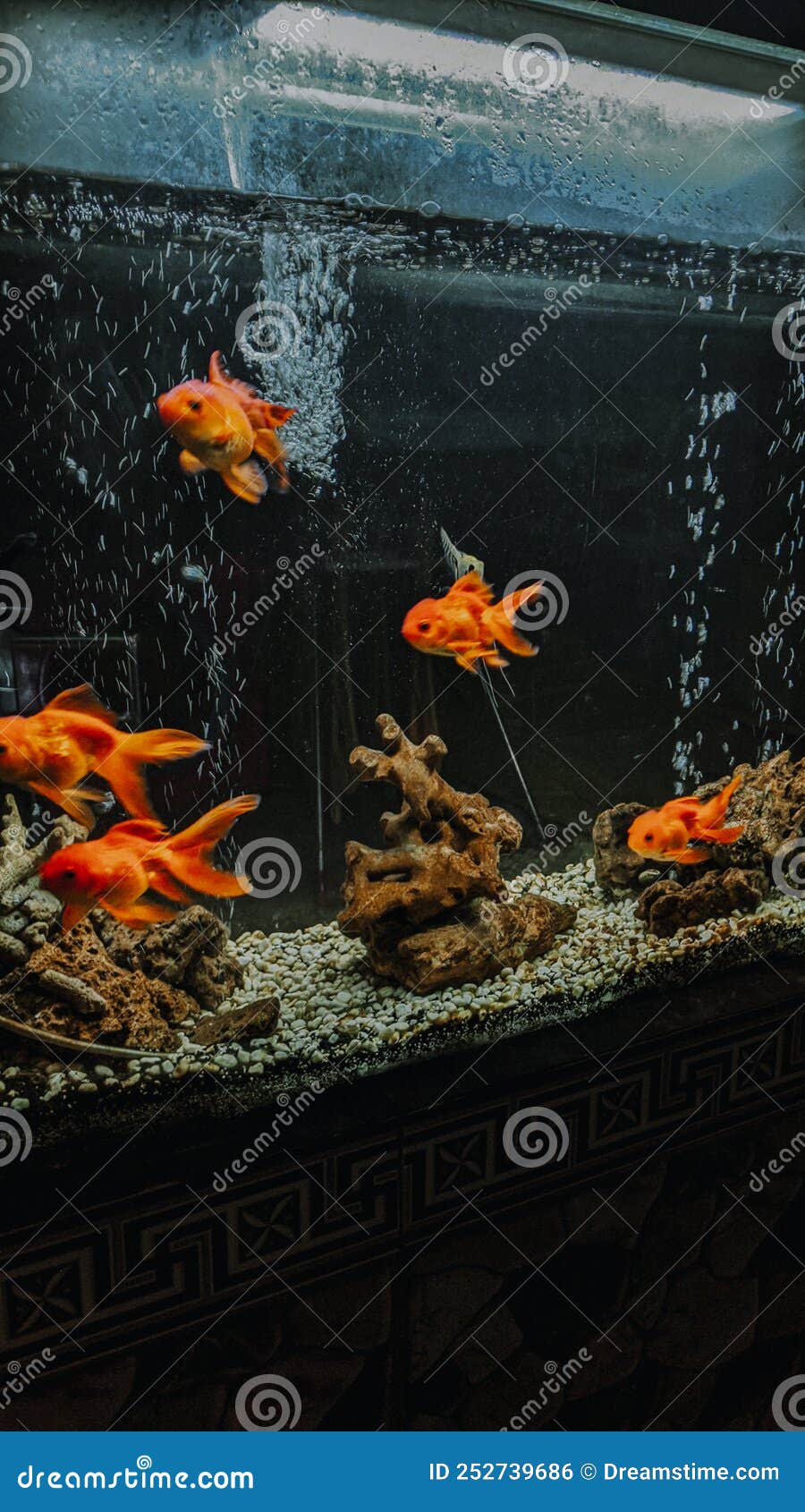 Swarm of Big Cheek Fish in Aquarium Stock Photo - Image of fish, swarm ...