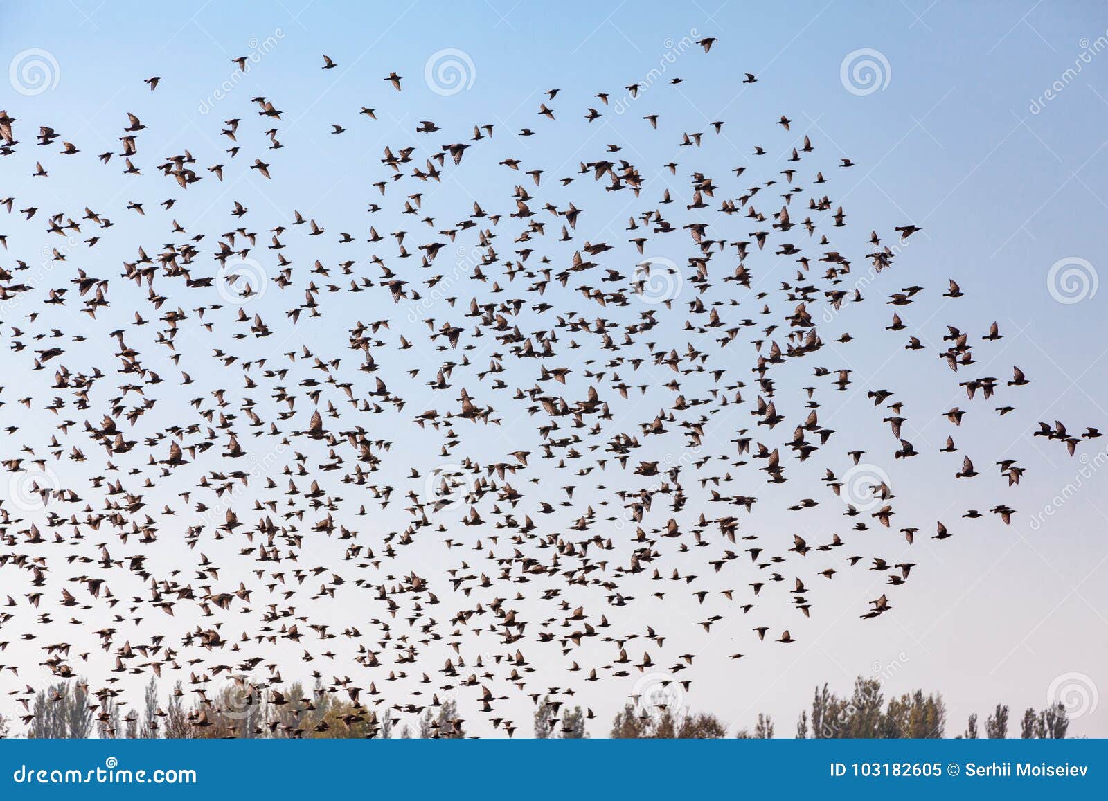 A swarm of birds stock image. Image of multiple, formation - 103182605