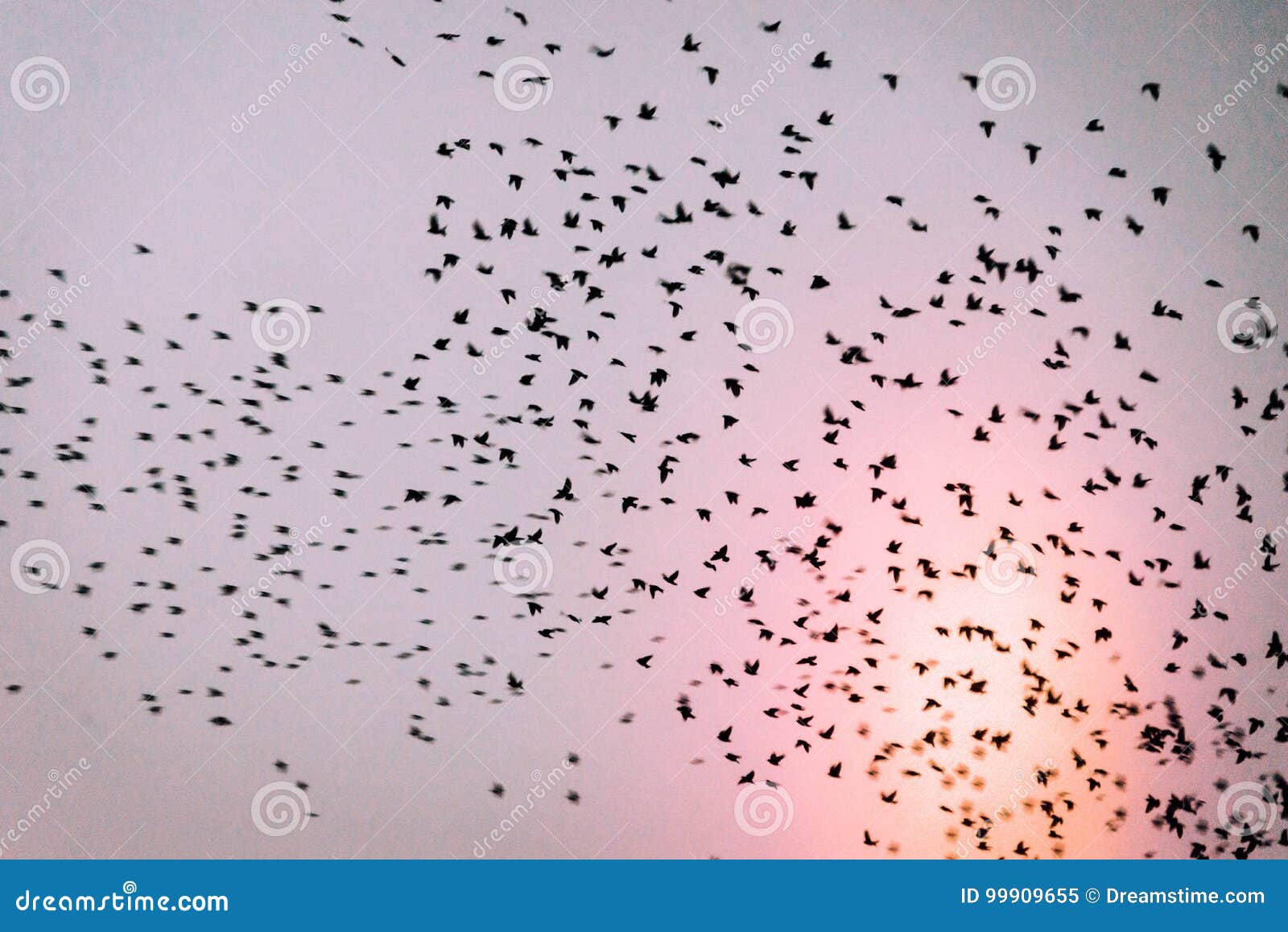 Swarm of Birds stock image. Image of bird, birds, swarm - 99909655