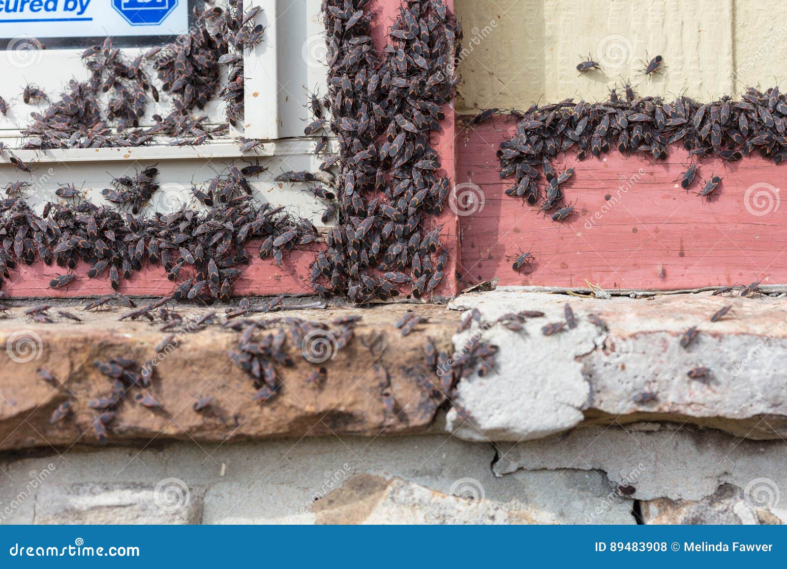 Swarm of Box Elder Bugs stock photo. Image of emerging - 89483908