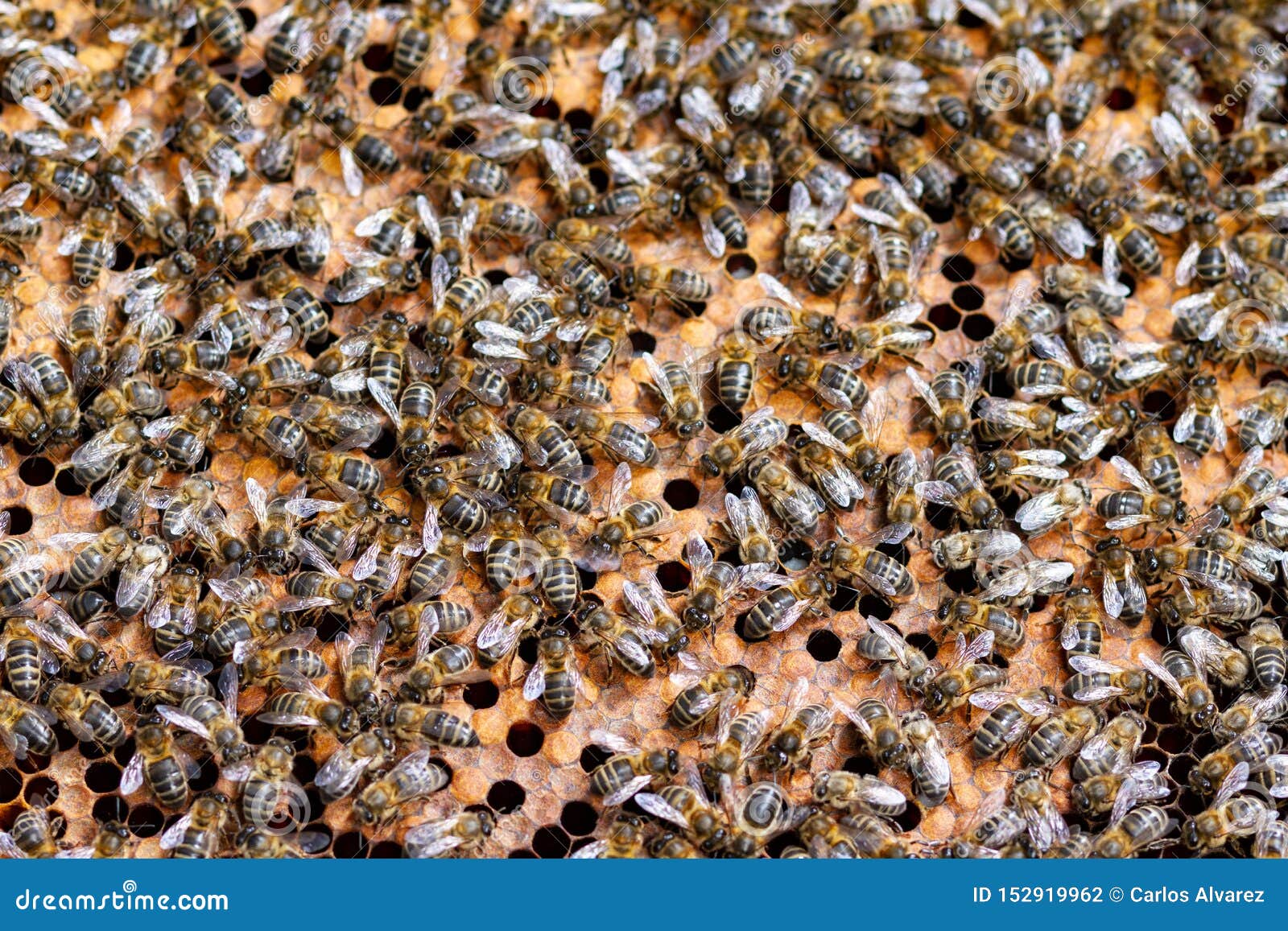Swarm Collected Honey Multiple Bees Stock Photo - Image of cell, plenty ...