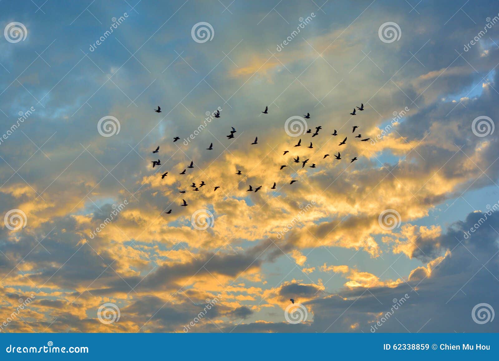Swarm of Doves Flying on Sunset Stock Image - Image of taiwan, sunset ...