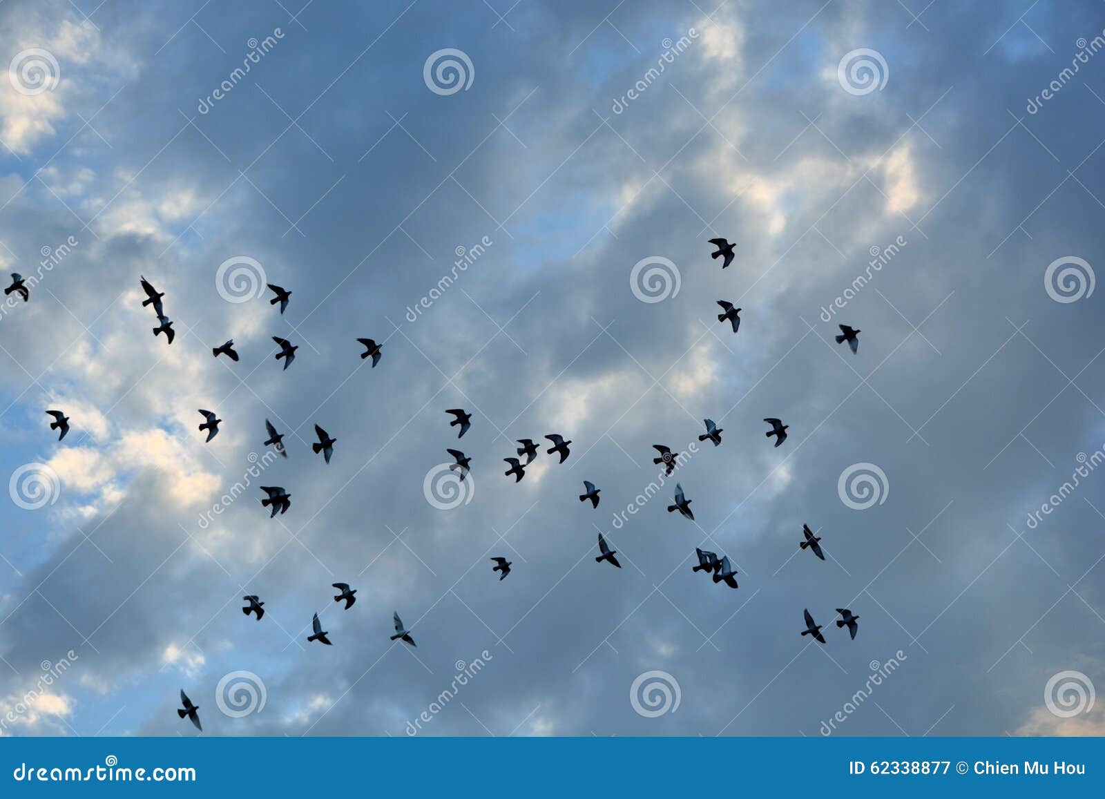 Swarm of Doves Flying on Sunset Stock Image - Image of flock, sunset ...