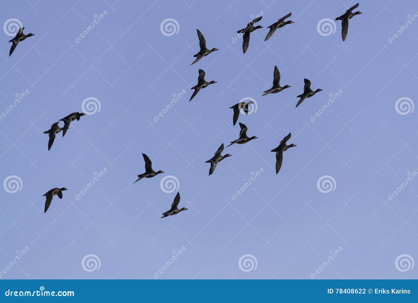 Swarm of ducks stock photo. Image of nature, birds, swarm - 78408622