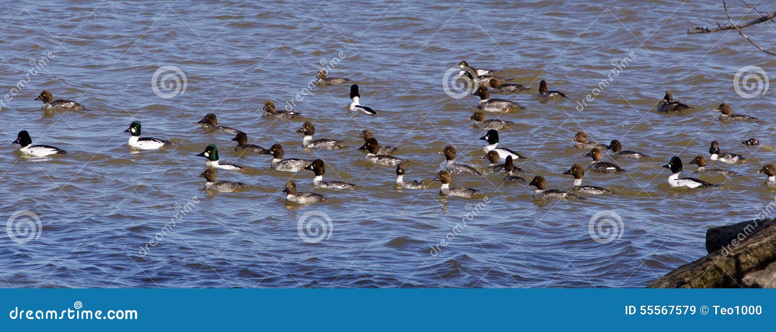 The swarm of ducks stock image. Image of hunting, fishing - 55567579