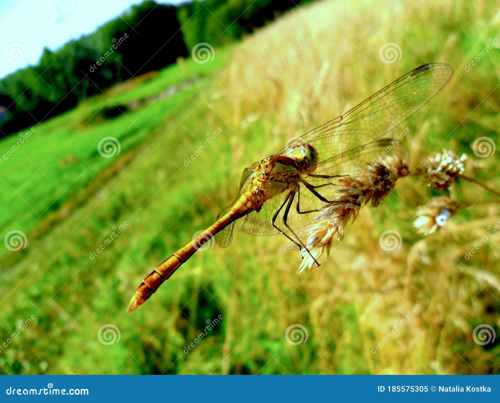 Swarm of Earthworms in the Meadow Stock Image - Image of nature ...