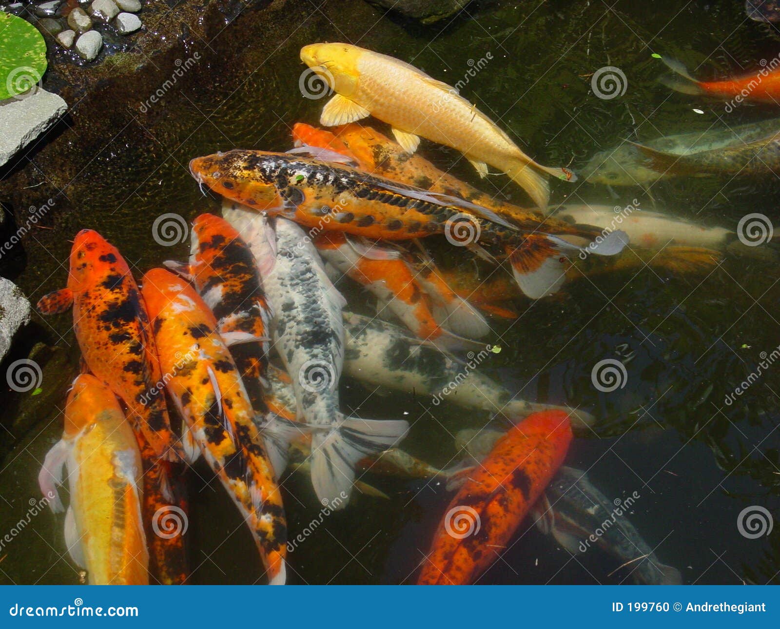 Swarm of Fish stock photo. Image of competition, munch - 199760