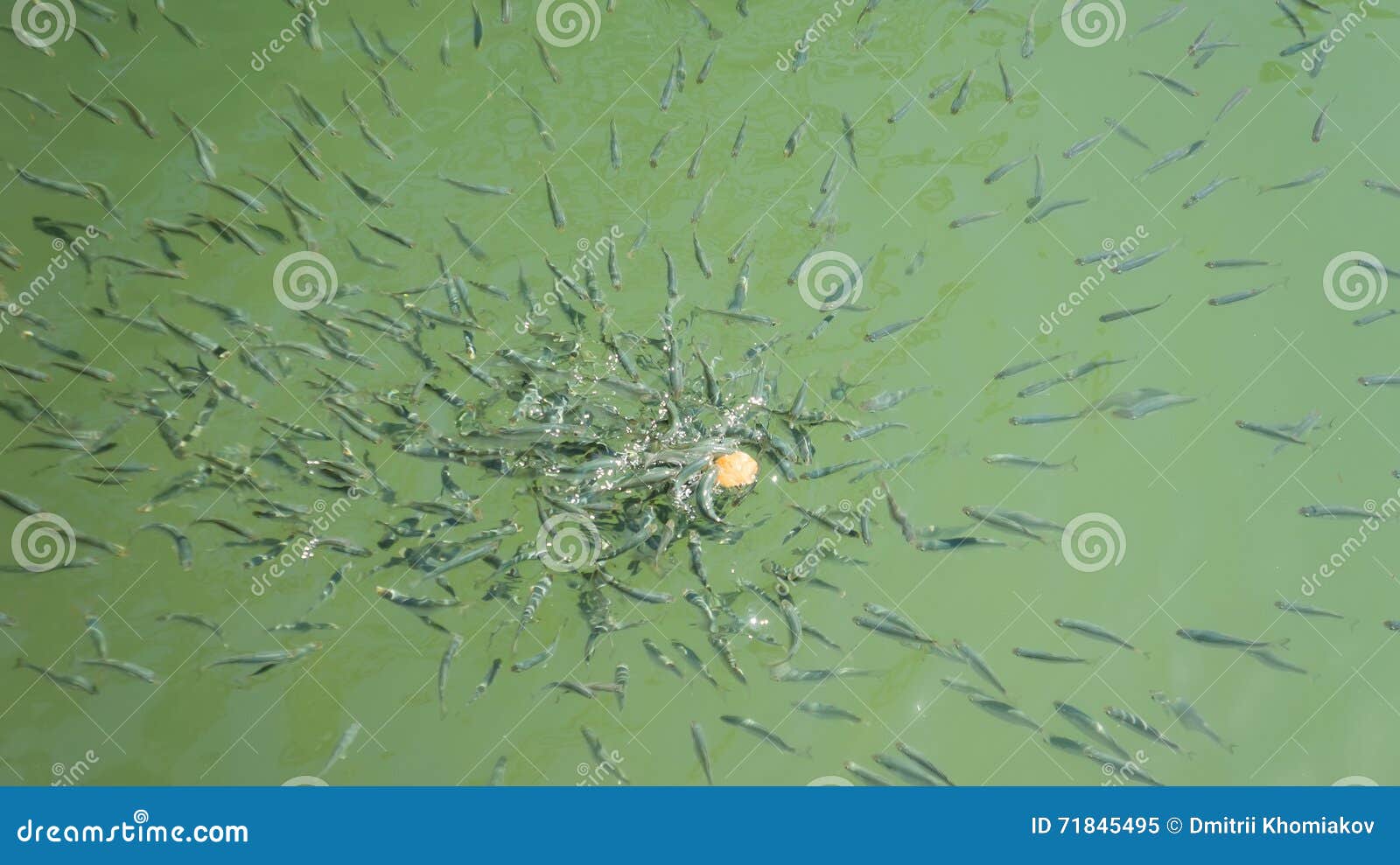 Gara Rufa Doctor Fish Treat Human Leg Skin In Water Tank Royalty-Free ...