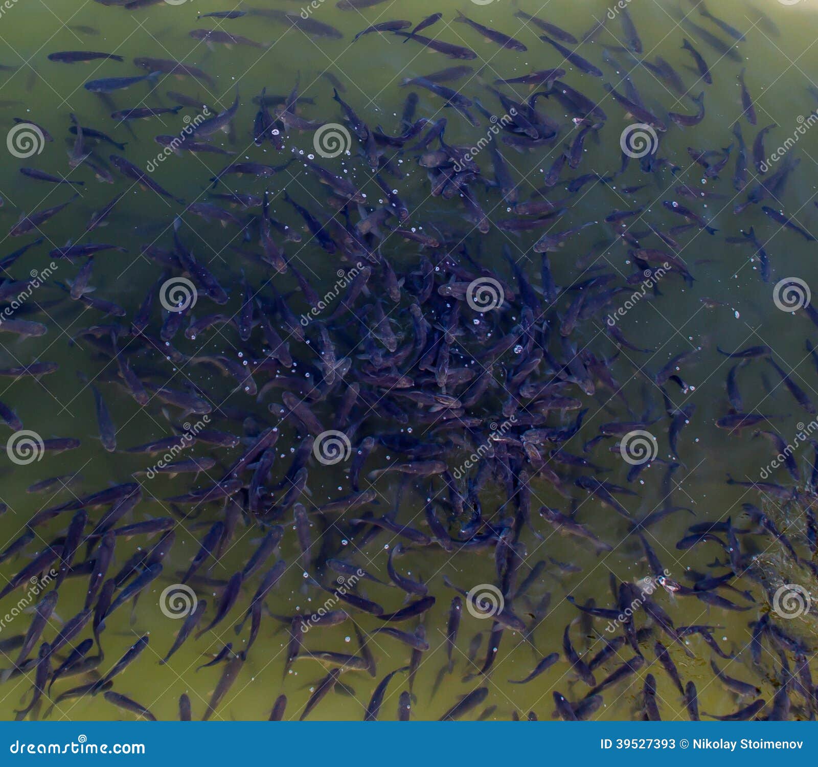 Swarm of fish stock image. Image of artificial, fish - 39527393