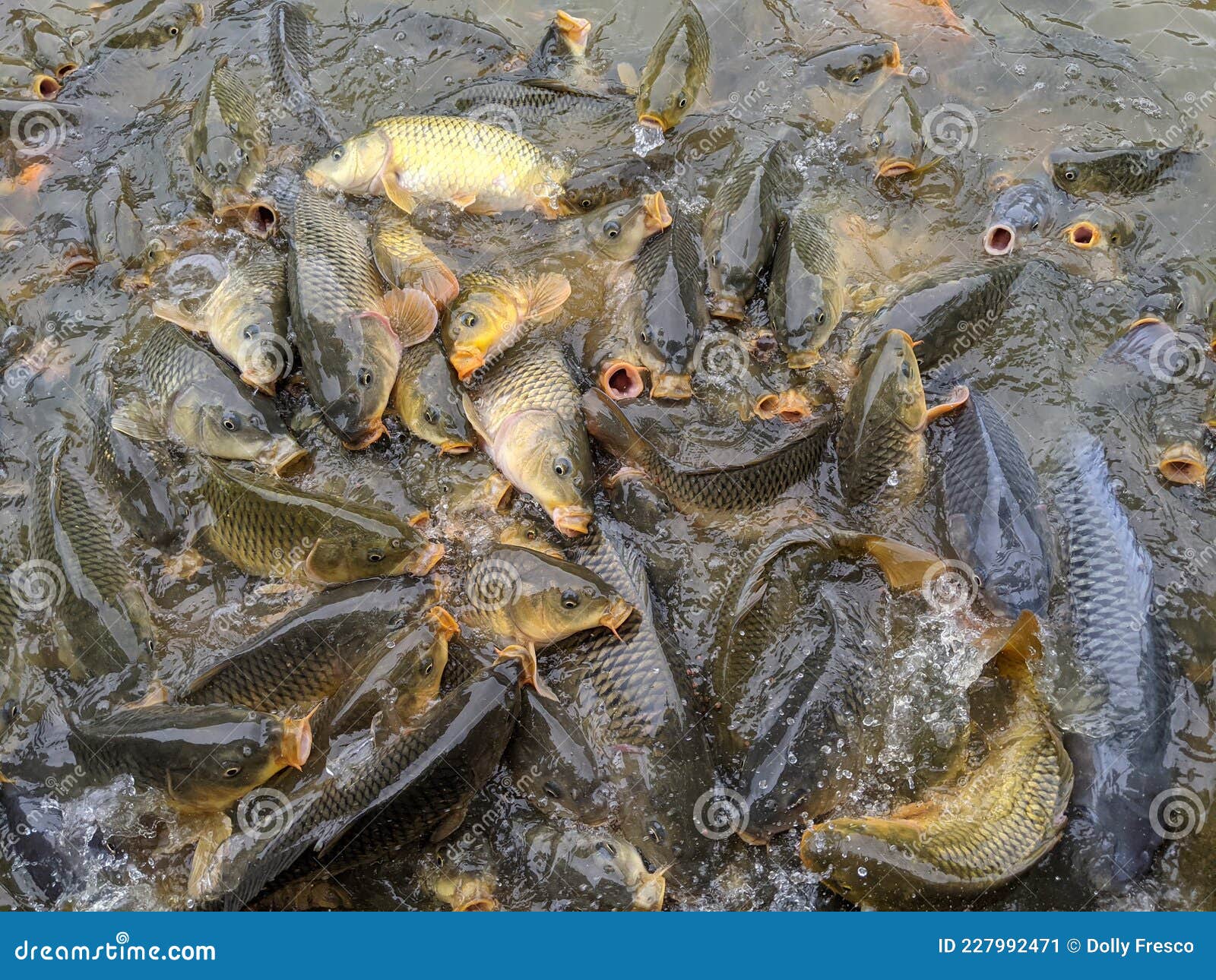 Royalty Free Images, Cartoons, Illustrations And Photos Designed By ...