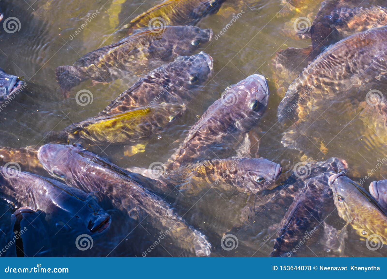 Swarm of fish stock photo. Image of pool, outdoors, asia - 153644078
