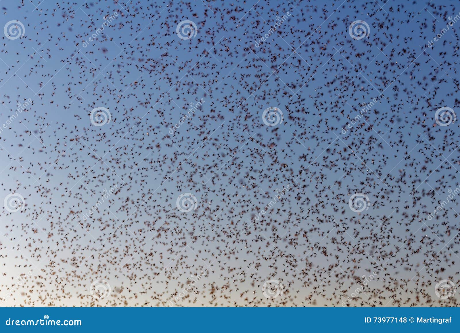 Swarm Of Flies Royalty-Free Stock Image | CartoonDealer.com #48716836