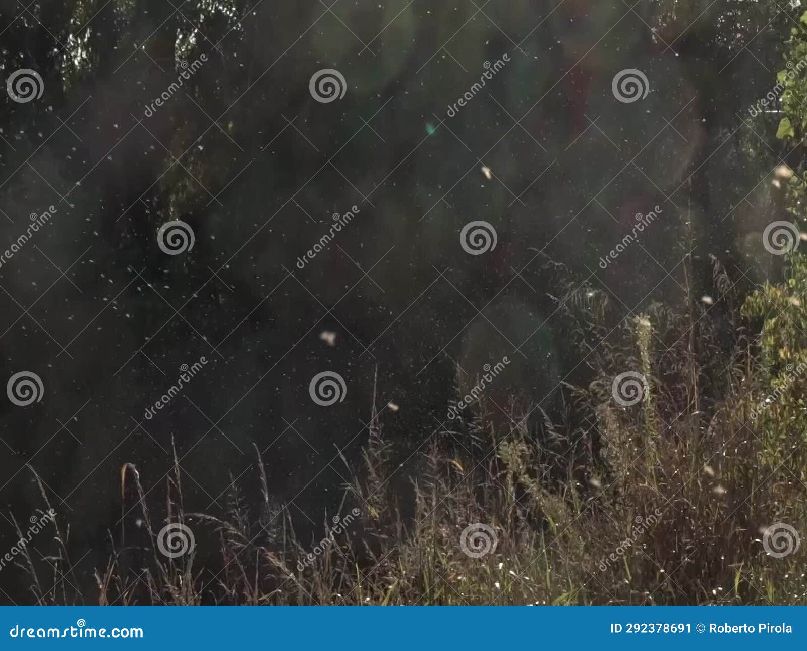 Swarm of Midges in Moorland on Sunset Stock Video - Video of anima ... Swarm of Midges in Moorland on Sunset Stock Video - Video of anima ...