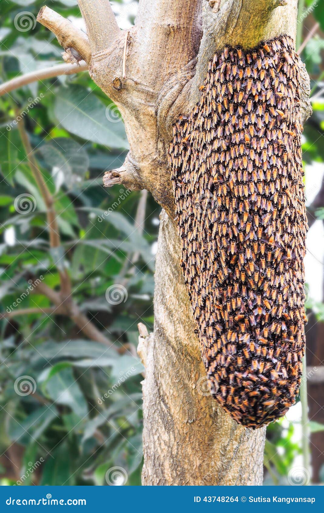 Swarm of honey bee on tree stock photo. Image of hive - 43748264
