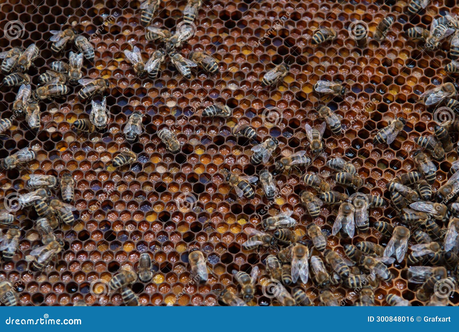 Swarm of Honey Bees (Apis Mellifica) Working on Combs Producing Honey ...