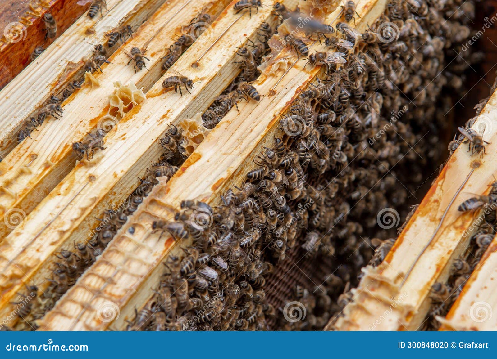 Swarm of Honey Bees (Apis Mellifica) Working on Combs Producing Honey ...