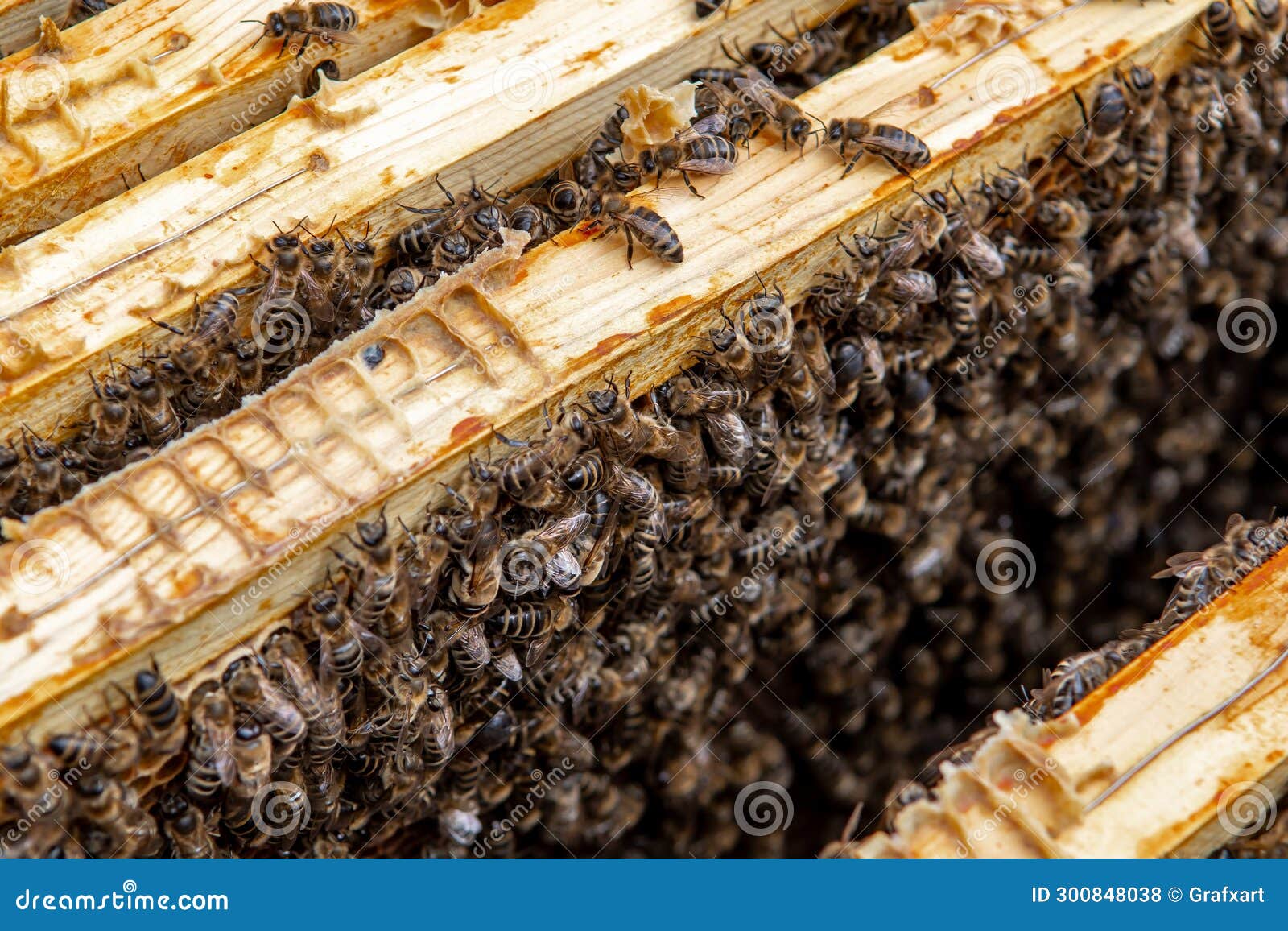 Swarm of Honey Bees (Apis Mellifica) Working on Combs Producing Honey ...