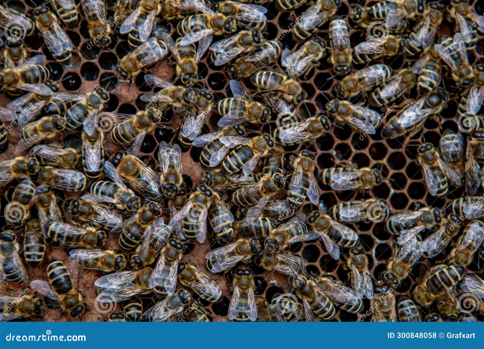 Swarm of Honey Bees (Apis Mellifica) Working on Combs Producing Honey ...
