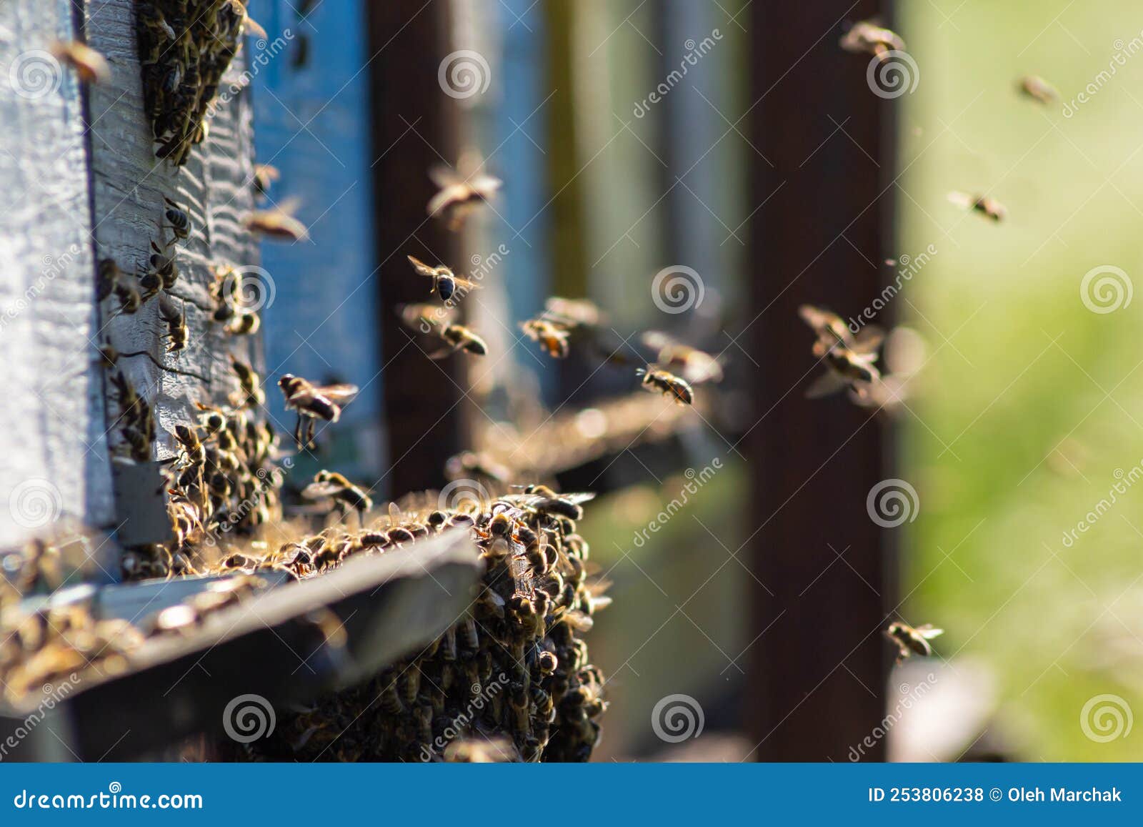 Swarm of Honey Bees Flying Around Beehive. Bees Returning from ... Swarm of Honey Bees Flying Around Beehive. Bees Returning from ...