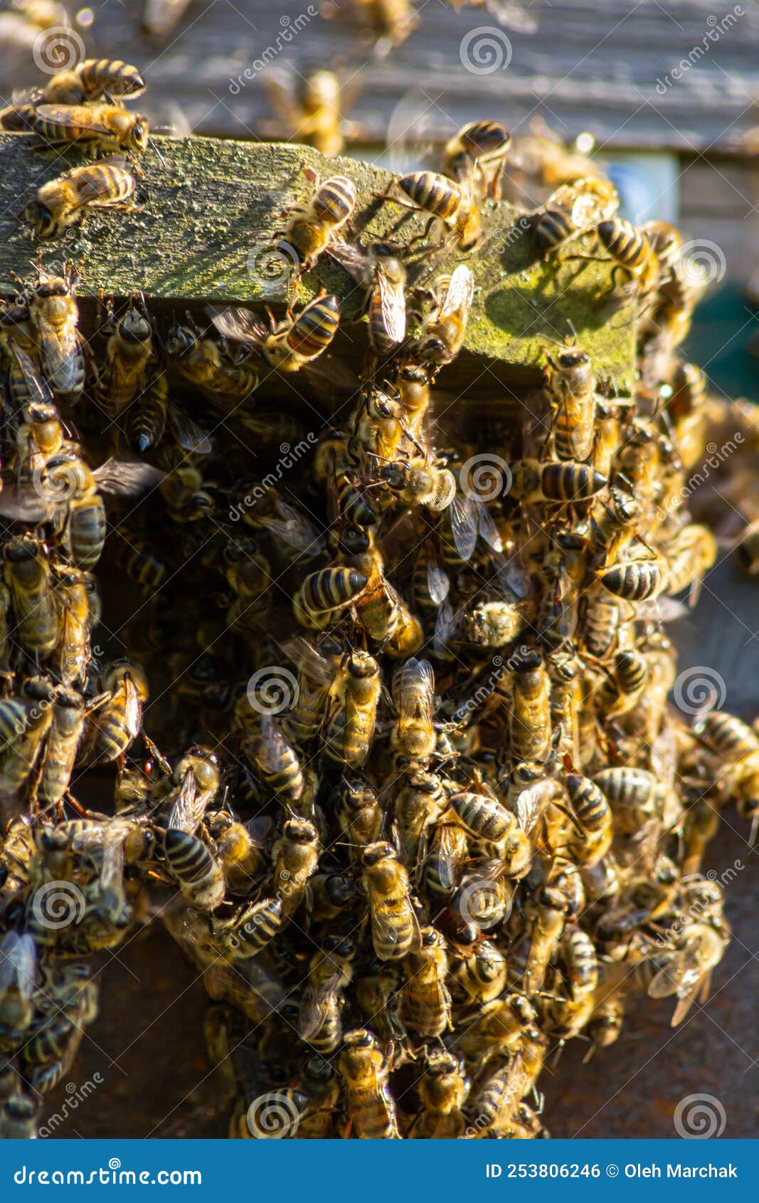 Swarm of Honey Bees Flying Around Beehive. Bees Returning from ... Swarm of Honey Bees Flying Around Beehive. Bees Returning from ...