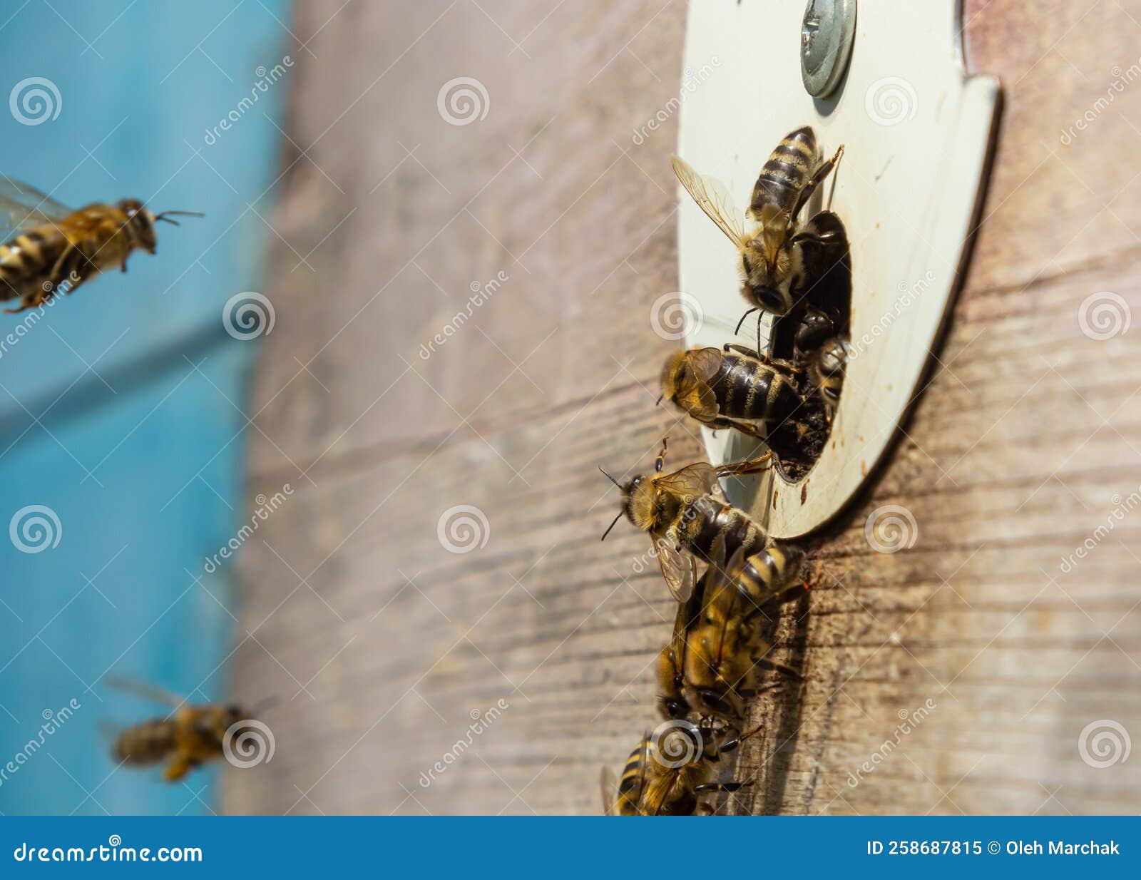 Swarm of Honey Bees Flying Around Beehive. Bees Returning from ... Swarm of Honey Bees Flying Around Beehive. Bees Returning from ...