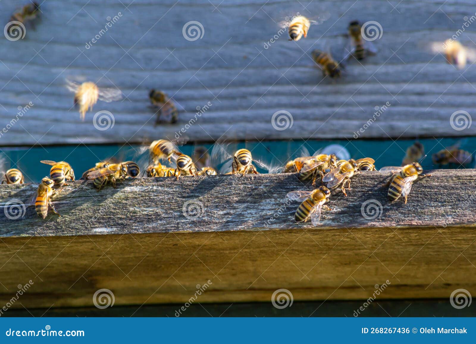 Swarm of Honey Bees Flying Around Beehive. Bees Returning from ... Swarm of Honey Bees Flying Around Beehive. Bees Returning from ...