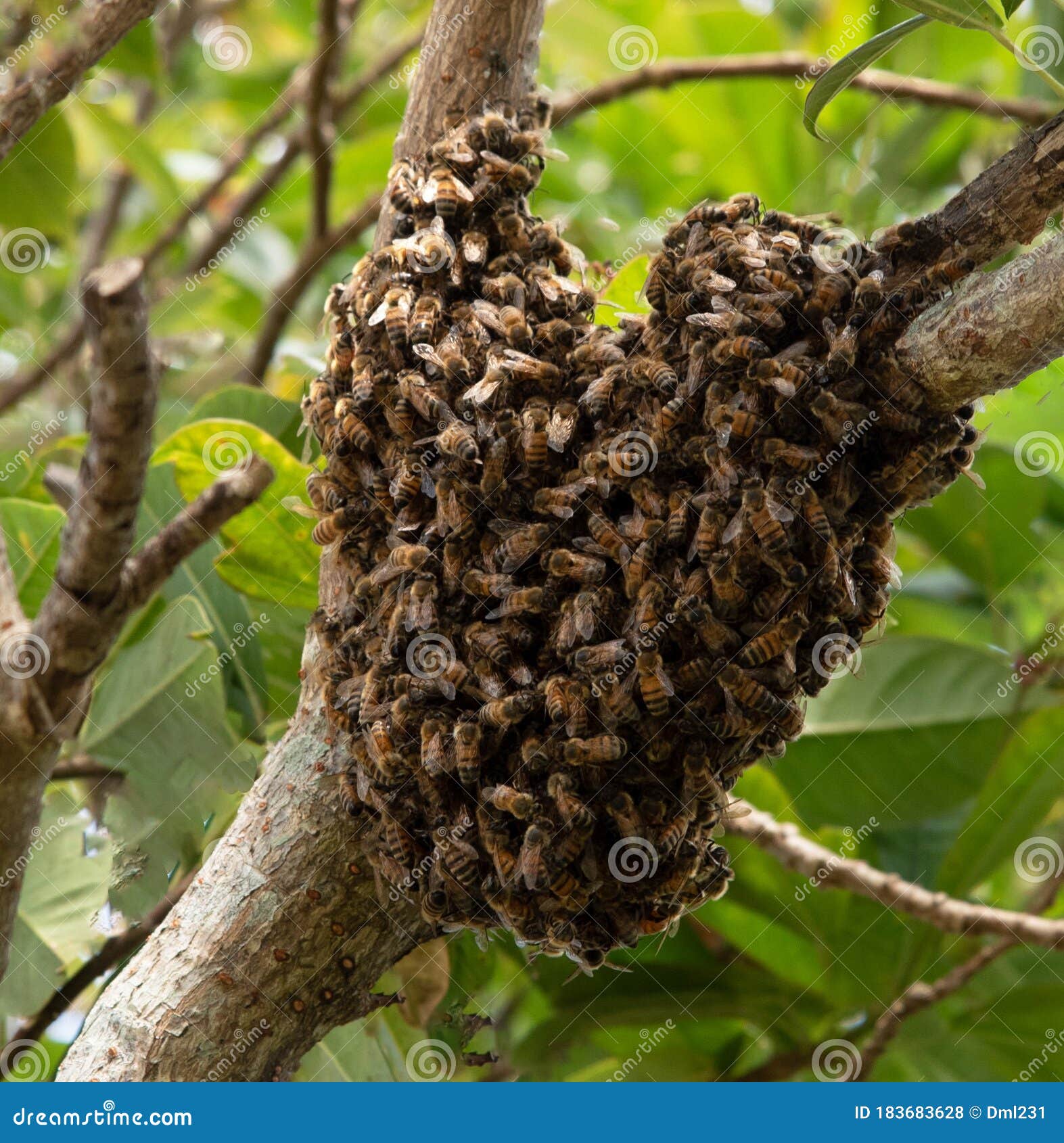 Swarm of Honey Bees Form a Heart Stock Photo - Image of leaf, heart ...