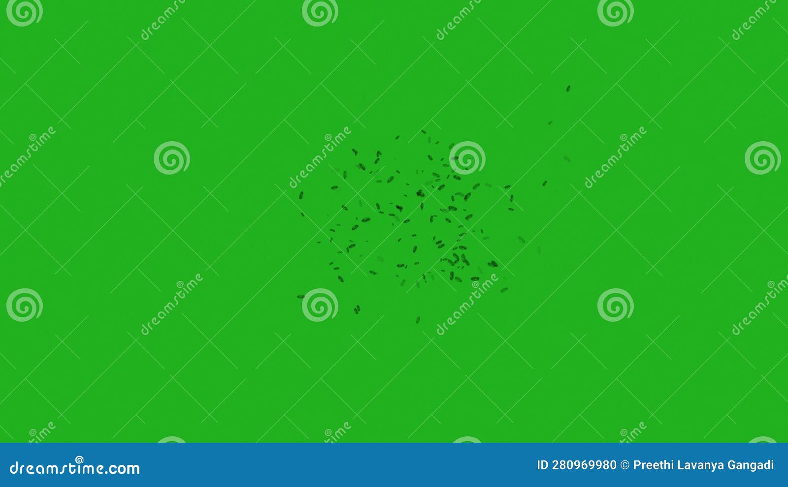 Swarm of Insects Moving on Green Screen Stock Footage - Video of ...