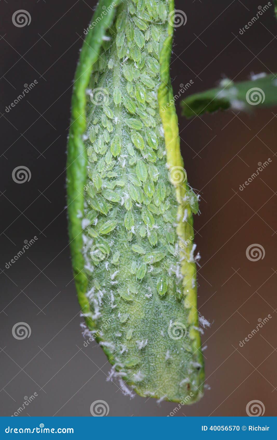Aphids Swarm On Wood Texture Stock Photography | CartoonDealer.com ...