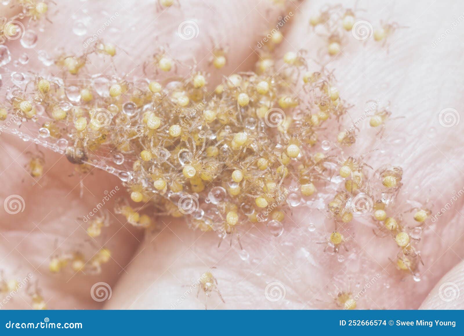 Swarm of Little Babies Spider Tangled on the Wet Spider Web. Stock ...
