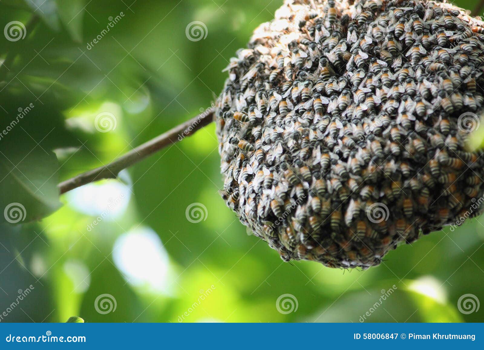 Swarm of Many Bees on a Tree Branch Stock Image - Image of insect ...