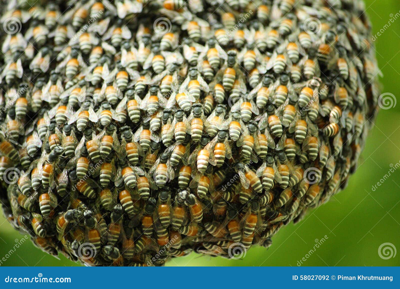 Swarm of many bees stock photo. Image of honey, worker - 58027092