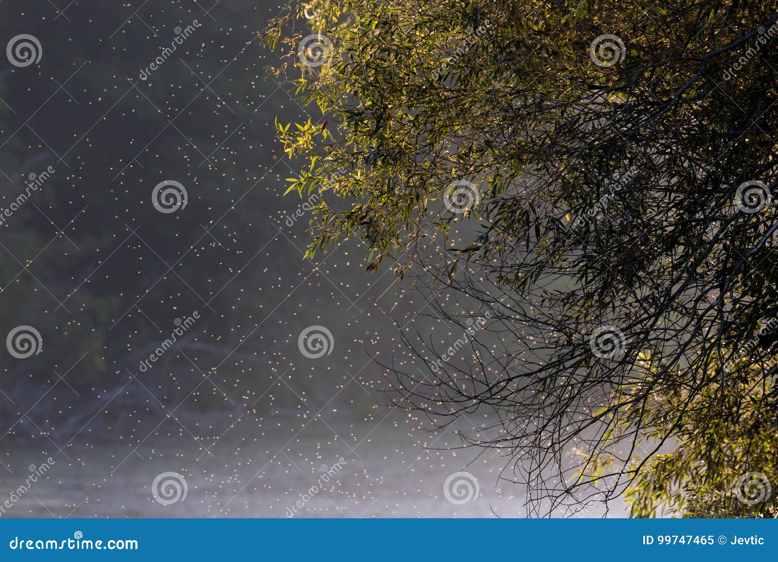 Swarm of Midges at Sunset in Forest Stock Image - Image of field ... Swarm of Midges at Sunset in Forest Stock Image - Image of field ...