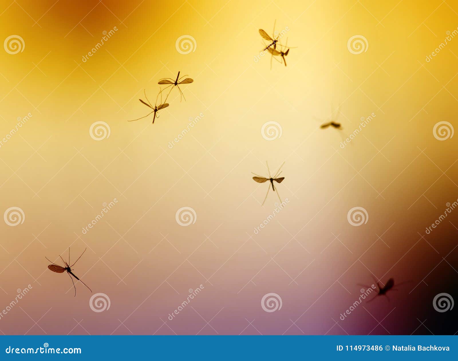 Swarm of Mosquito Insects Flying Against the Bright Red Rolling Stock ...