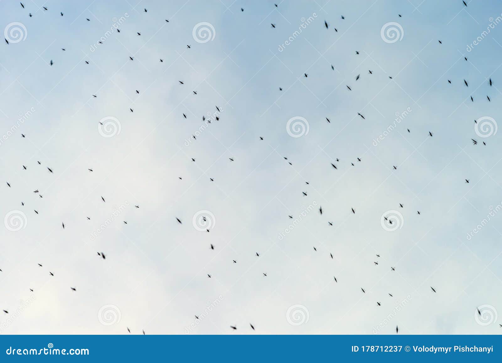 A Swarm of Mosquitoes Against the Blue Sky. Stock Image - Image of ...