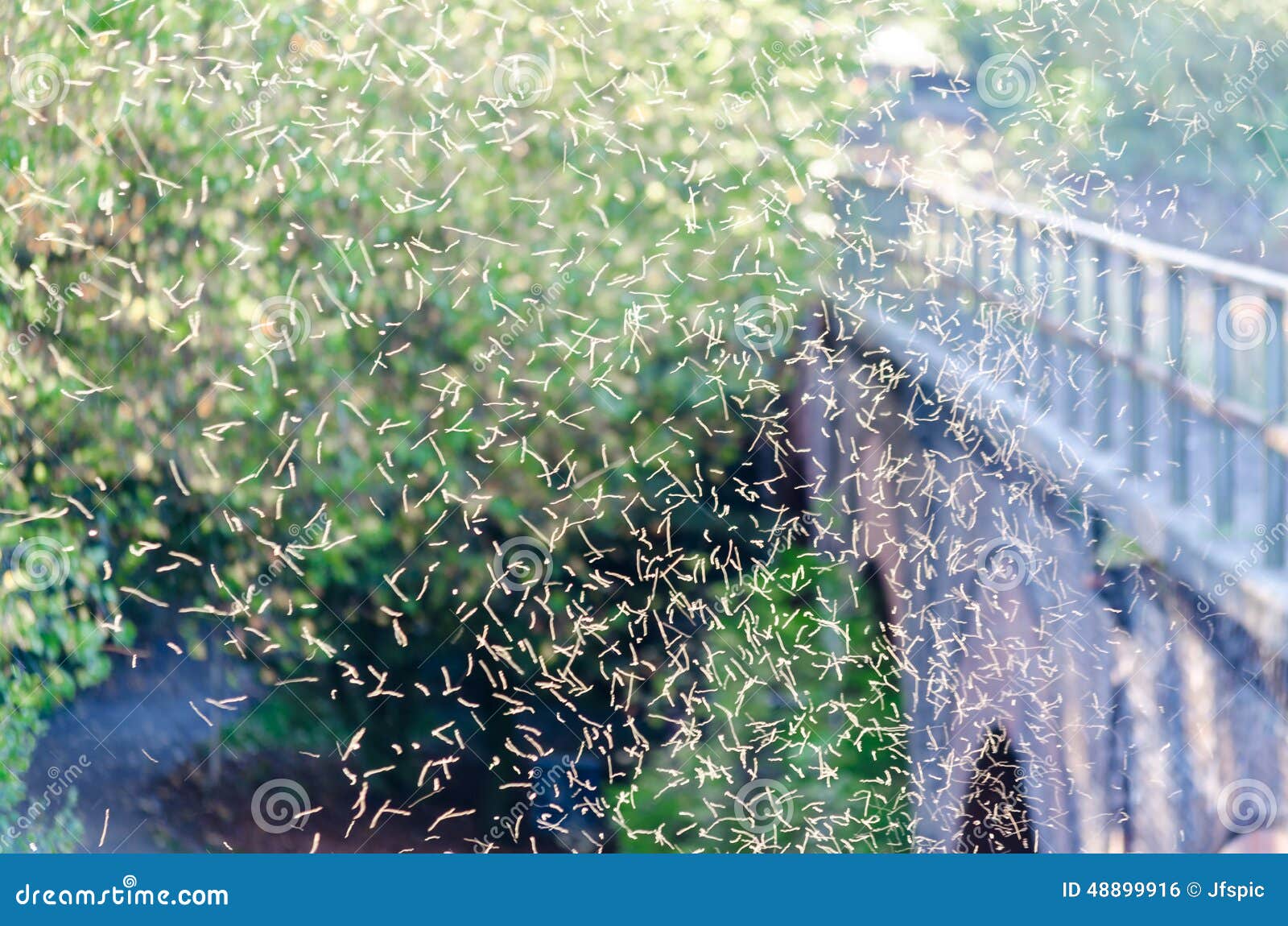 Swarm of mosquitoes stock photo. Image of detail, grass - 48899916
