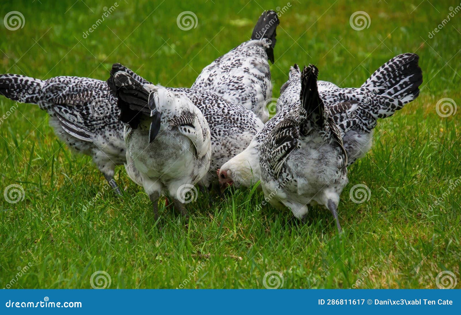 Swarm off Chickens stock image. Image of quail, grass - 286811617
