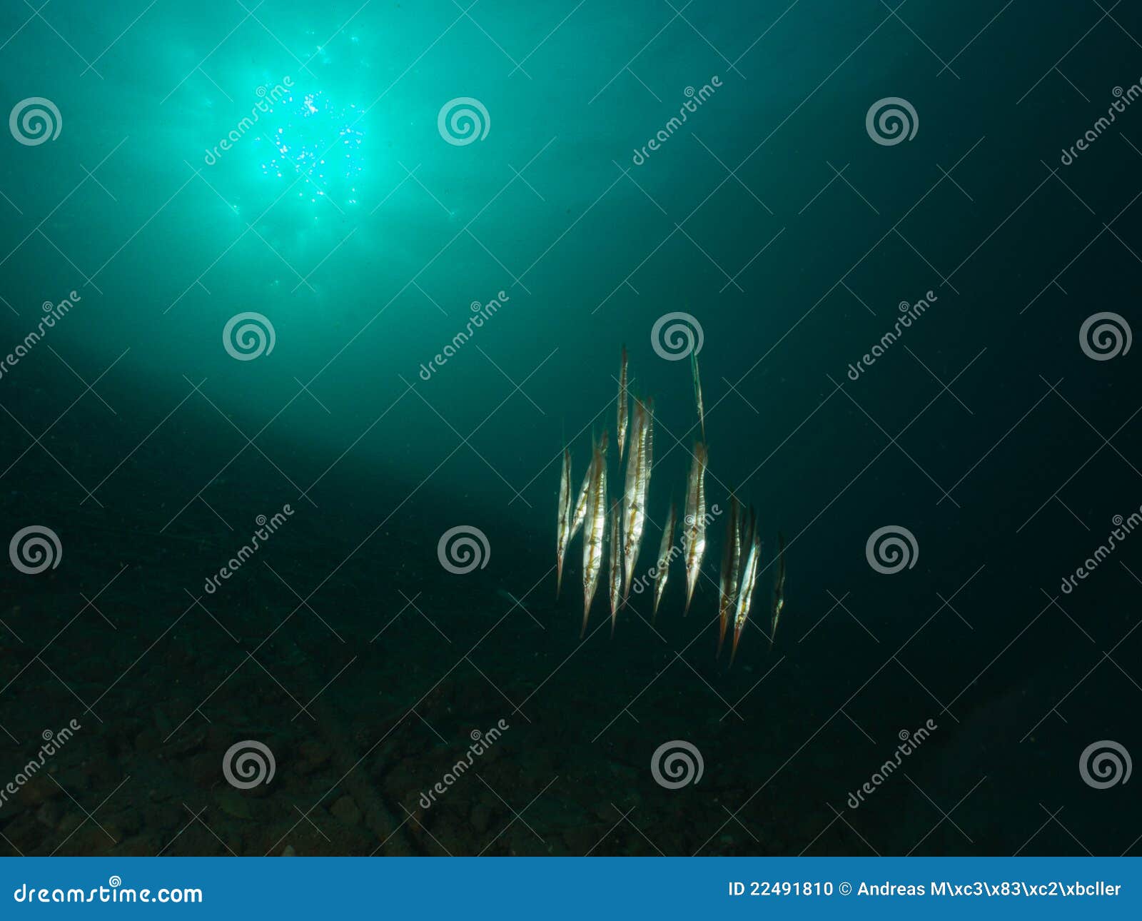 Swarm of razor fish stock photo. Image of water, scuba - 22491810