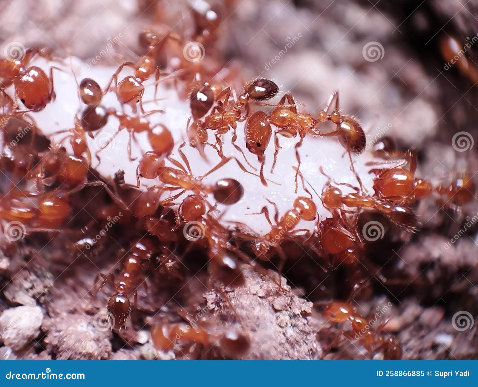 Macrophotoghraphy Stock Photos - Free & Royalty-Free Stock Photos from ...