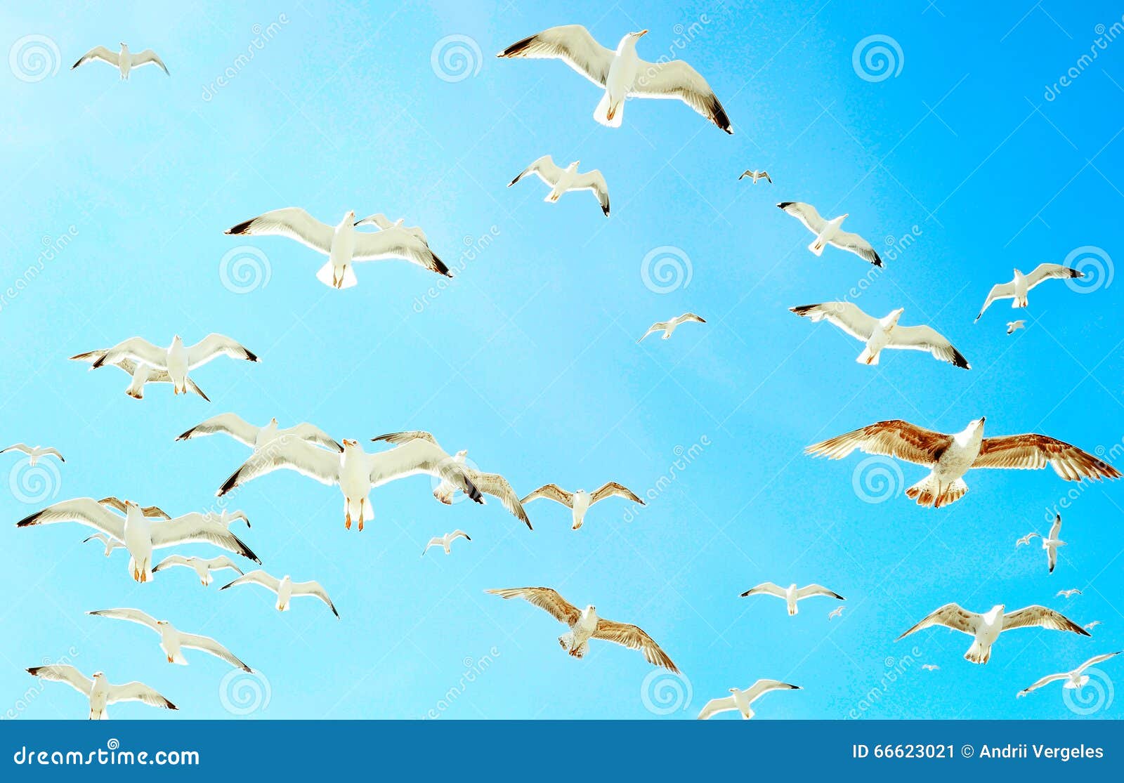 Swarm of sea gulls stock image. Image of animal, spread - 66623021