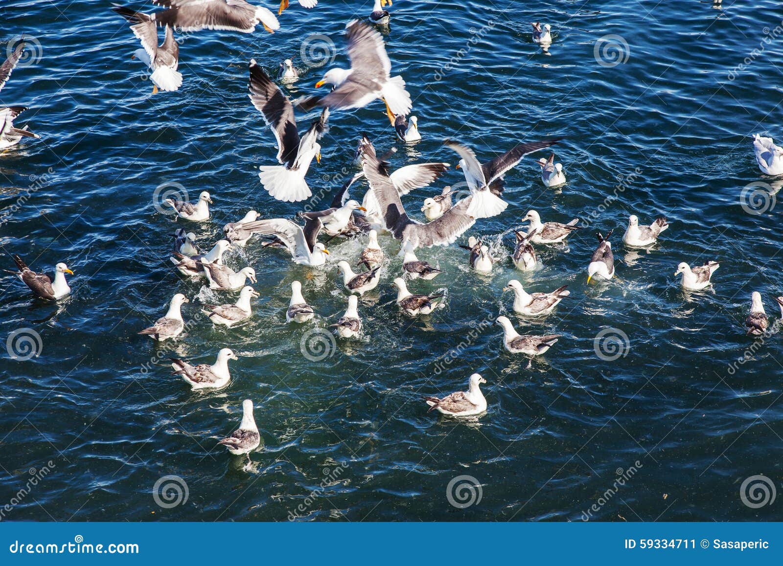 Swarm of Seagulls Fighting in Ocean Stock Image - Image of seagull ...