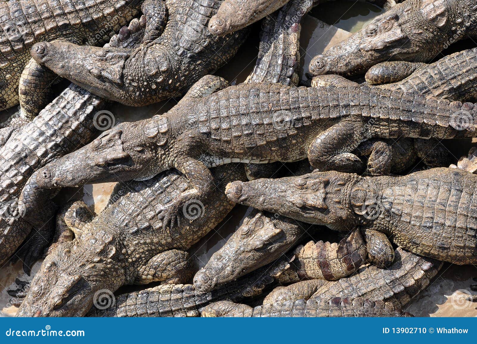 Swarm of Siamese Crocodiles Stock Photo - Image of hunter, amphibian ...