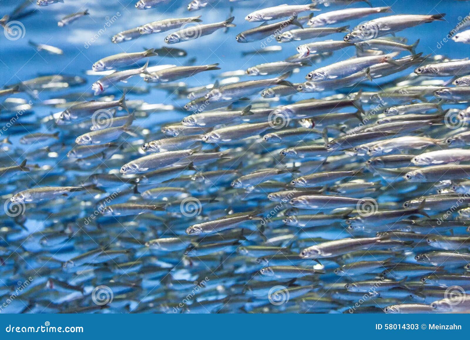 Swarm of Silver Fishes in the Sea Stock Image - Image of dive, pattern ...