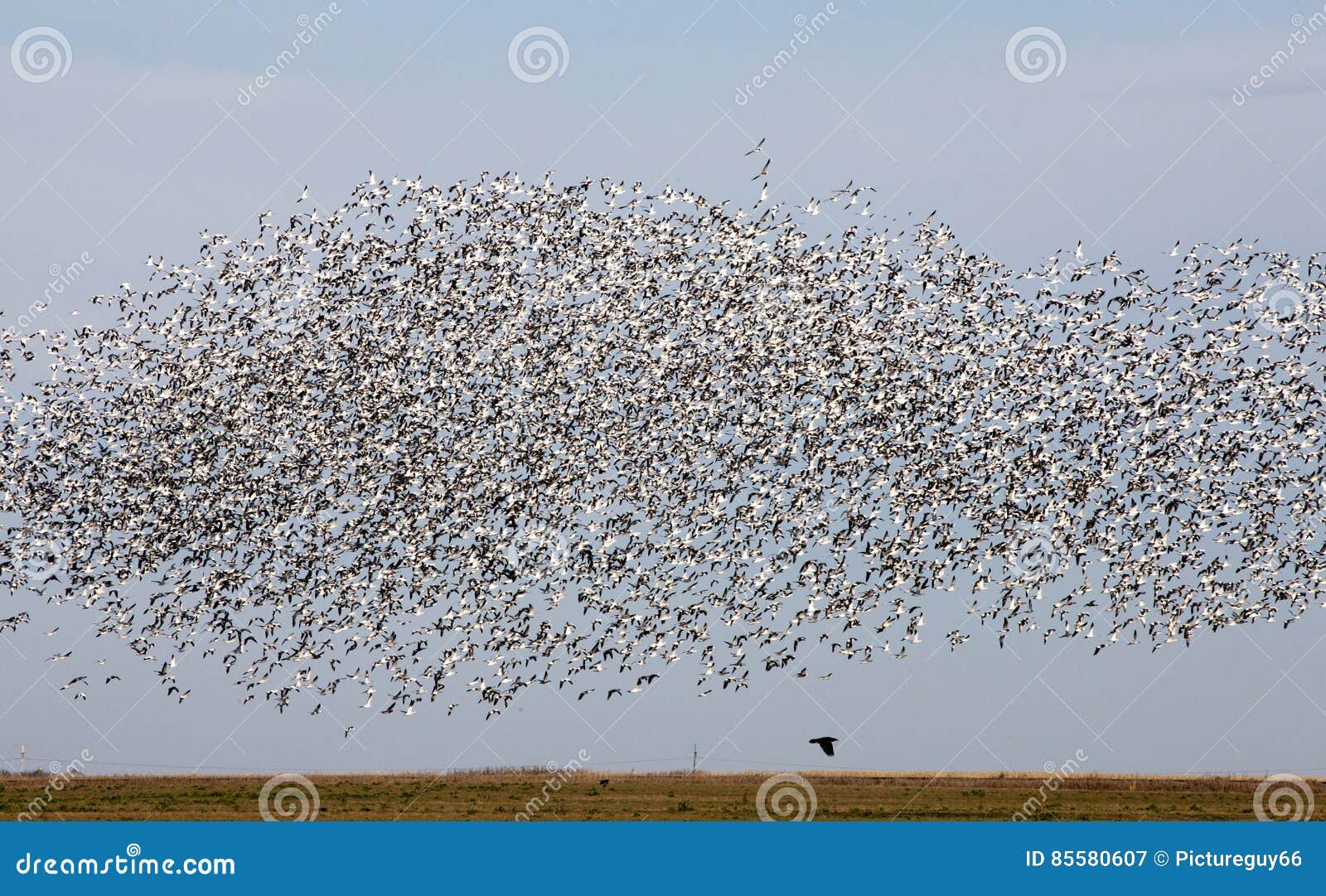 Swarm of Snow Geese stock image. Image of flying, crowd - 85580607