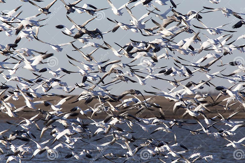 Swarm of Snow Geese stock photo. Image of farm, bird - 85581070