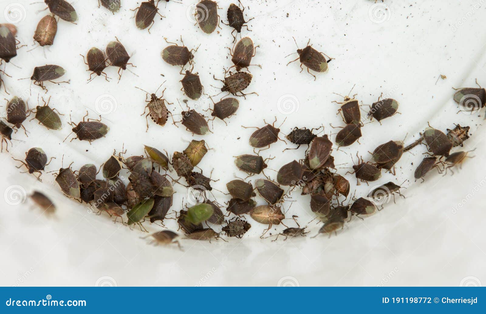 Swarm of stink bugs stock photo. Image of natural, camouflage - 191198772